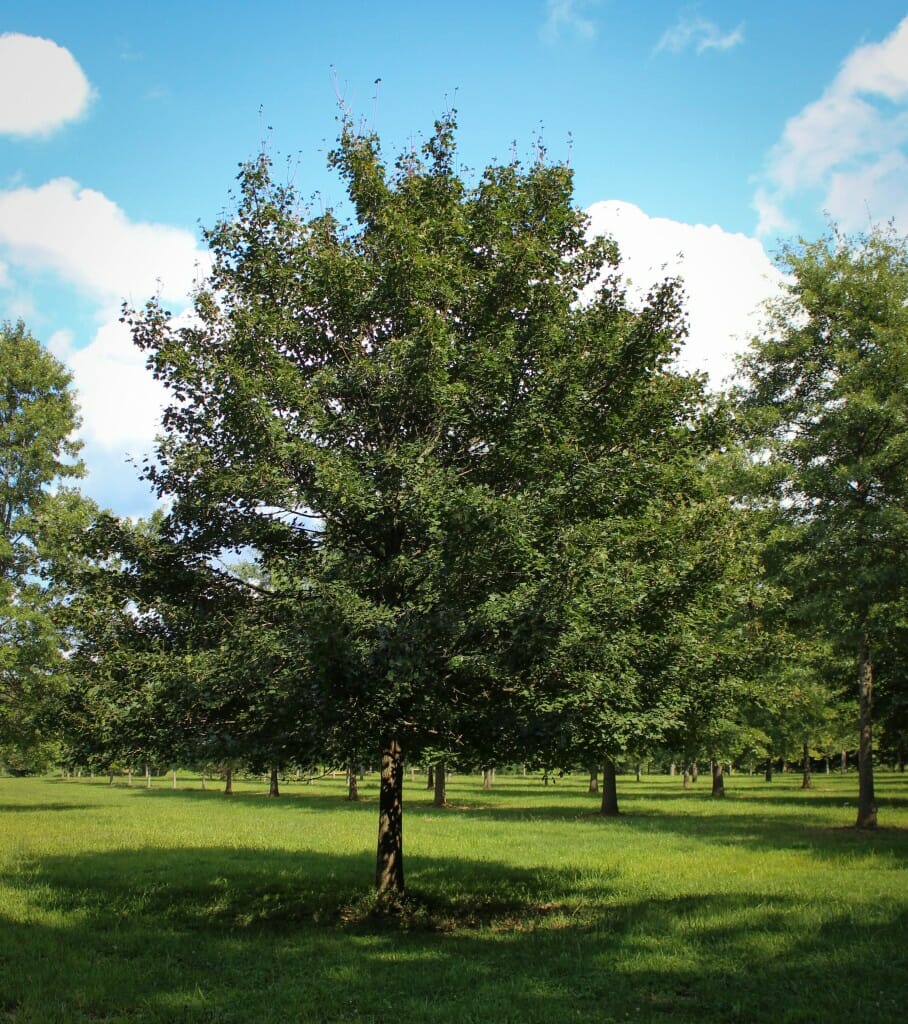 Single-Stem Hedge Maple - Halka Nurseries