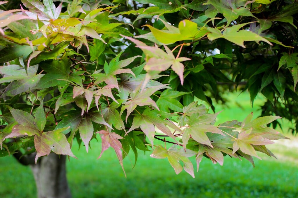 Oshio Beni Japanese Maple - Halka Nurseries