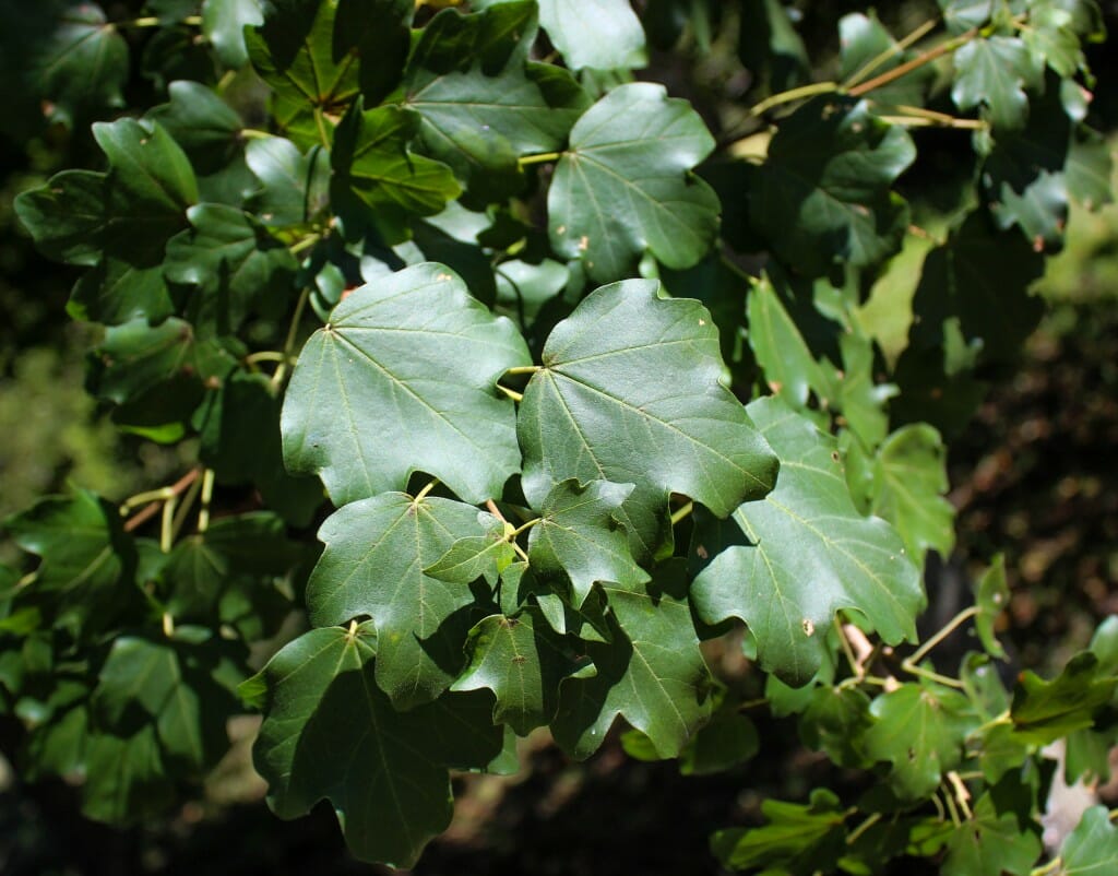 Queen Elizabeth Hedge Maple - Halka Nurseries