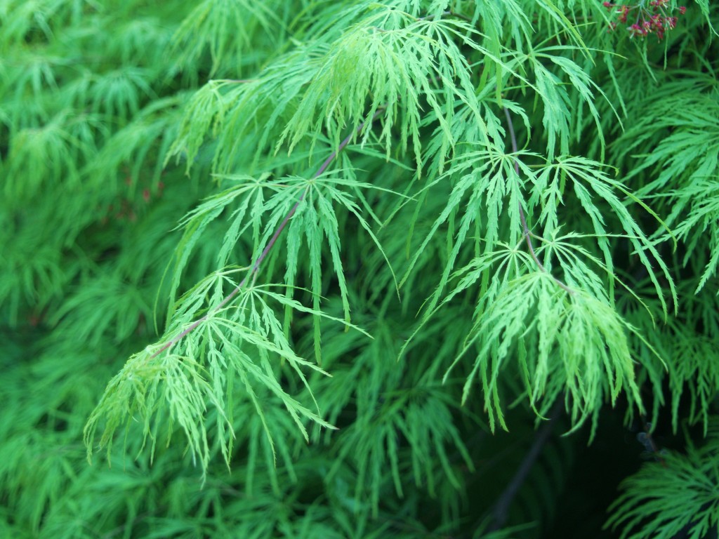 Green Thread Leaf Japanese Maple - Halka Nurseries