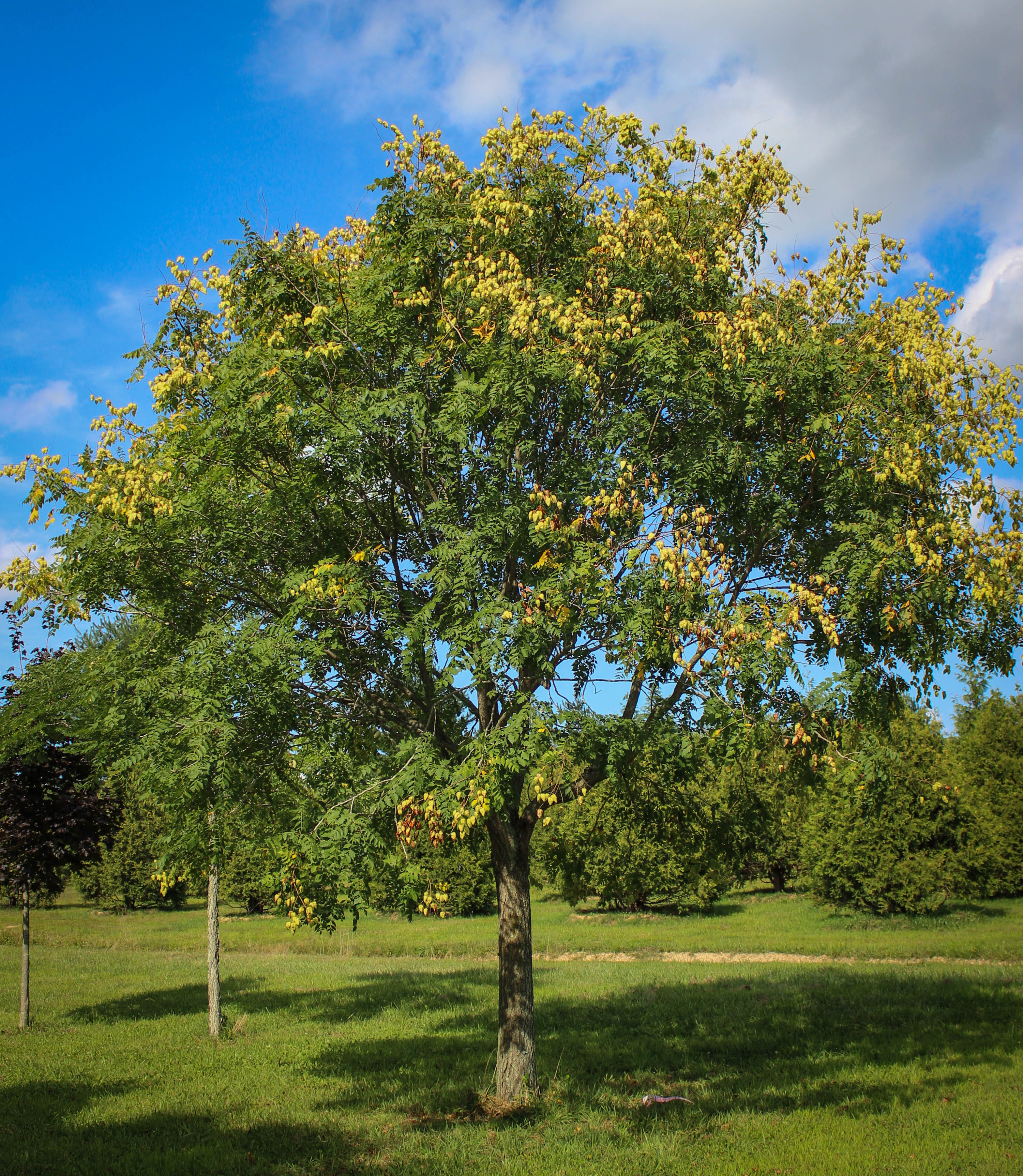 20140819-Goldenrain Tree (1) - Halka Nurseries