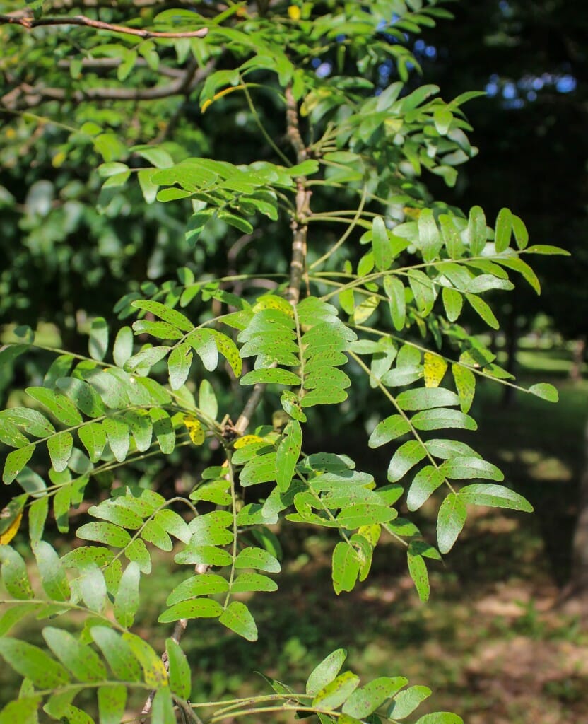 Single-stem Halka Honeylocust - Halka Nurseries