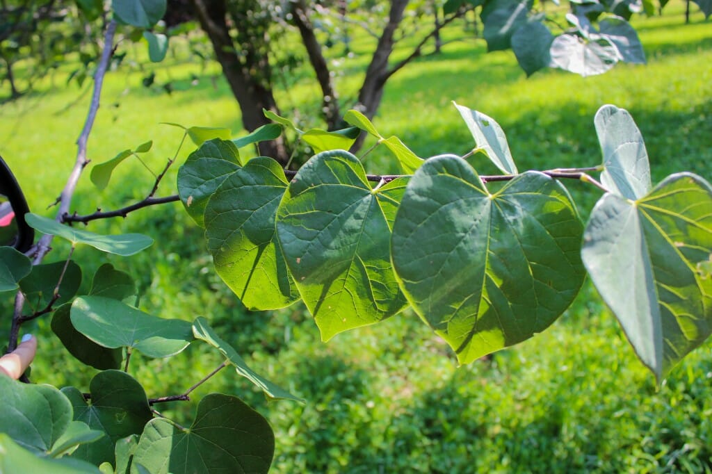 Multi-stem Eastern Redbud - Halka Nurseries