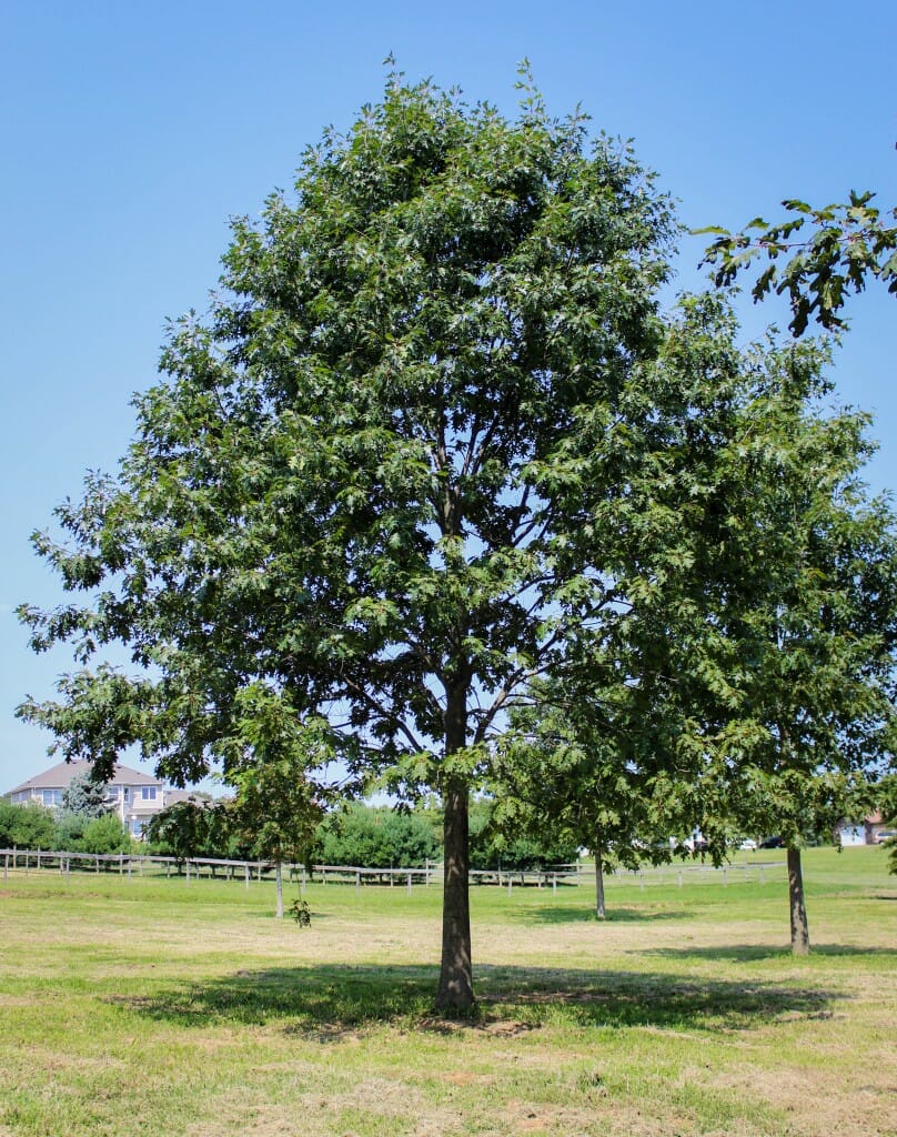 Northern Red Oak - Halka Nurseries