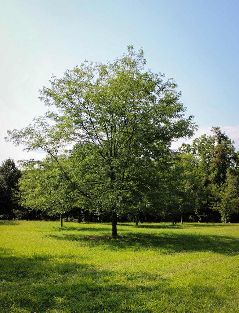 Single-stem Skyline Honeylocust - Halka Nurseries