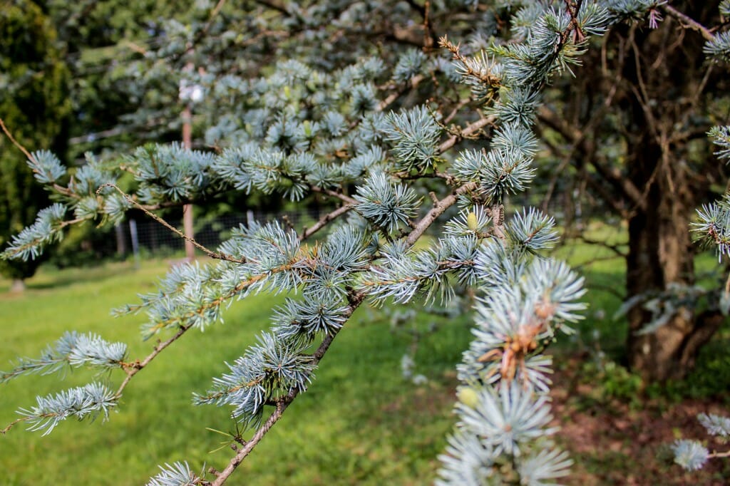 Blue Atlas Cedar - Halka Nurseries