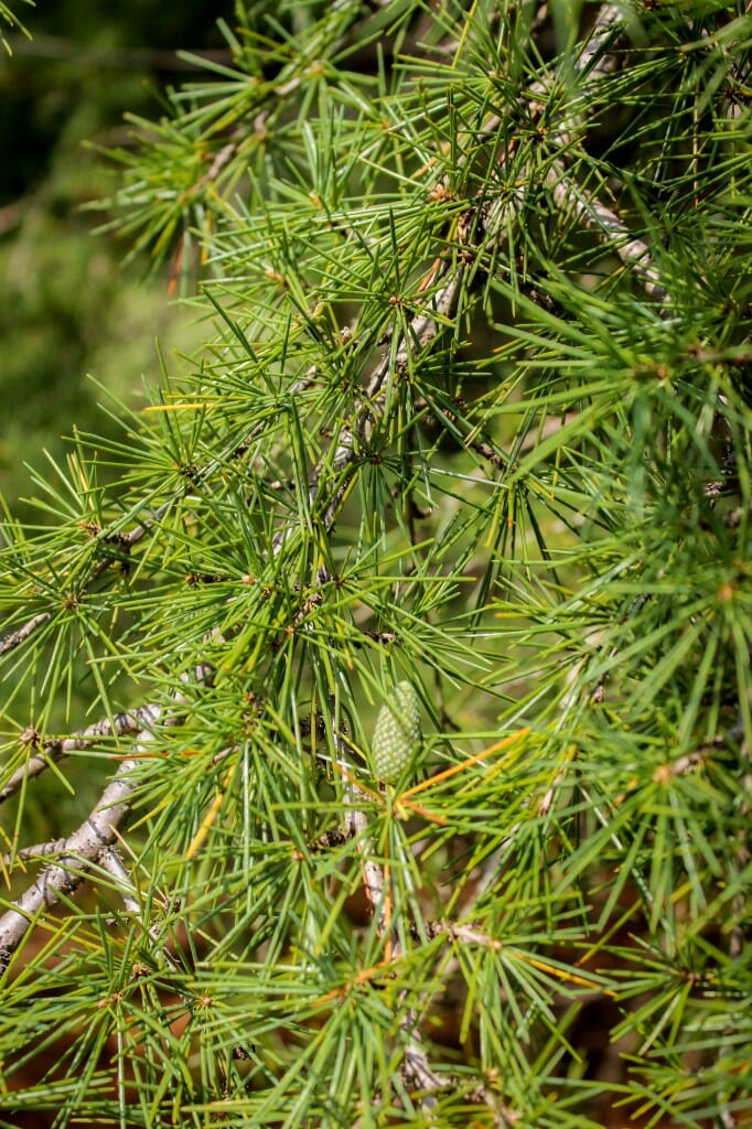 Deodora Cedar - Halka Nurseries