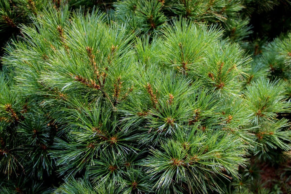 Dwarf Eastern White Pine - Halka Nurseries