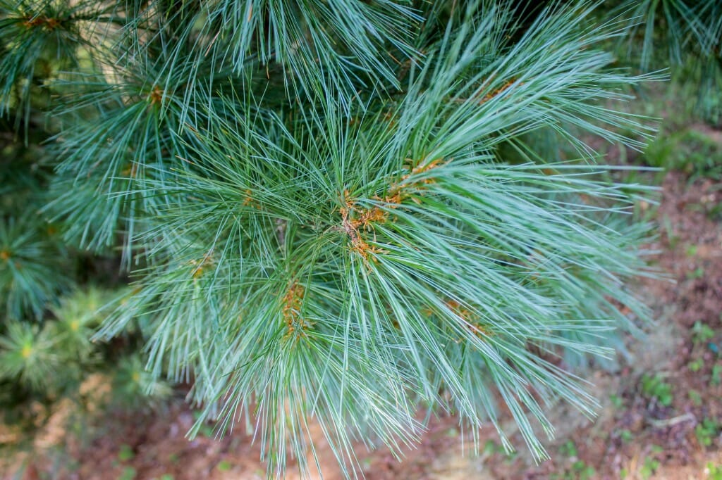 Pyramidal White Pine - Halka Nurseries