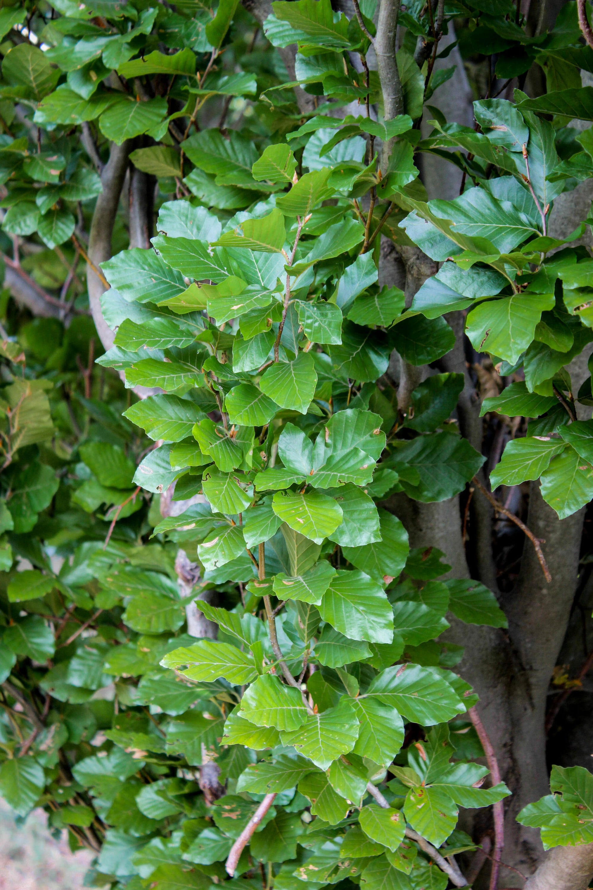 Green Pyramidal Beech - Halka Nurseries