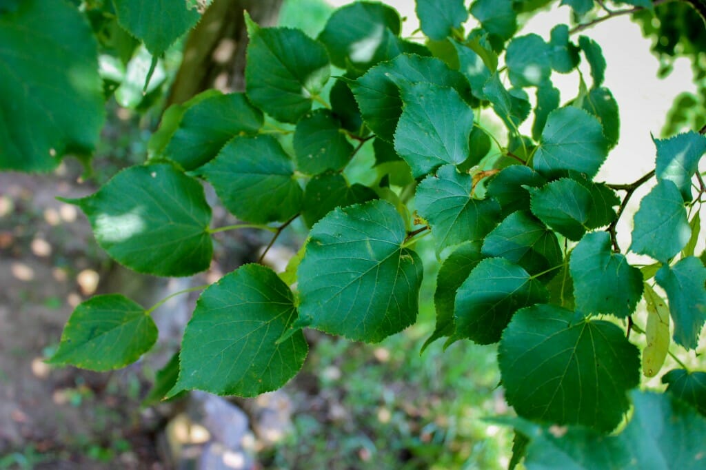 Greenspire Linden - Halka Nurseries