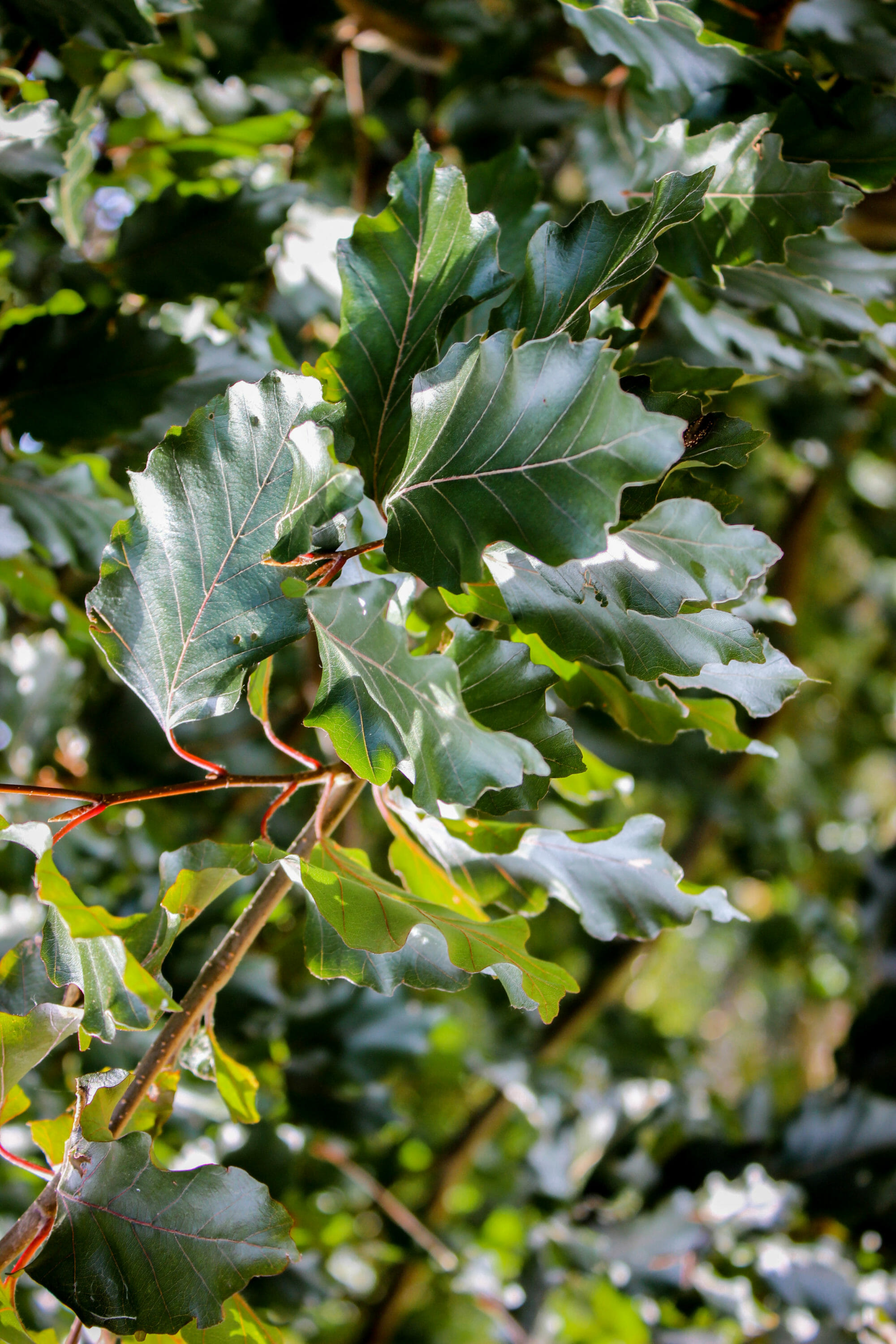 Rohanii Purple Beech - Halka Nurseries