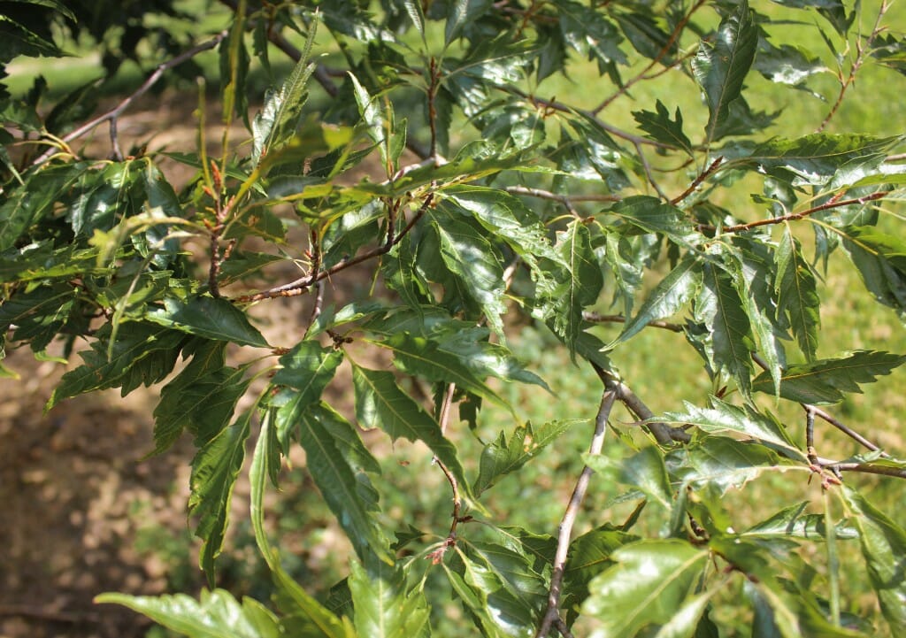 Fern Leaf Beech - Halka Nurseries