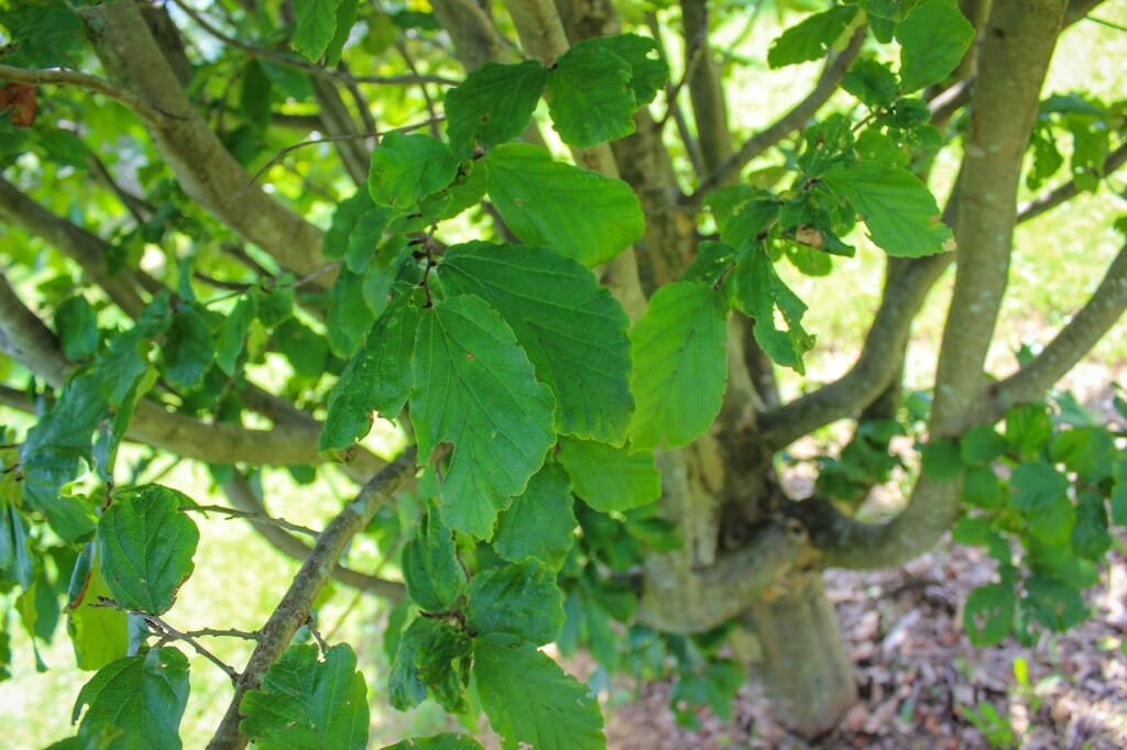 Persian Parrotia - Halka Nurseries
