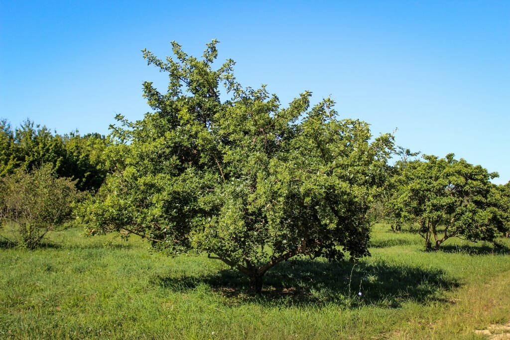 Chinese Fringe Tree - Halka Nurseries