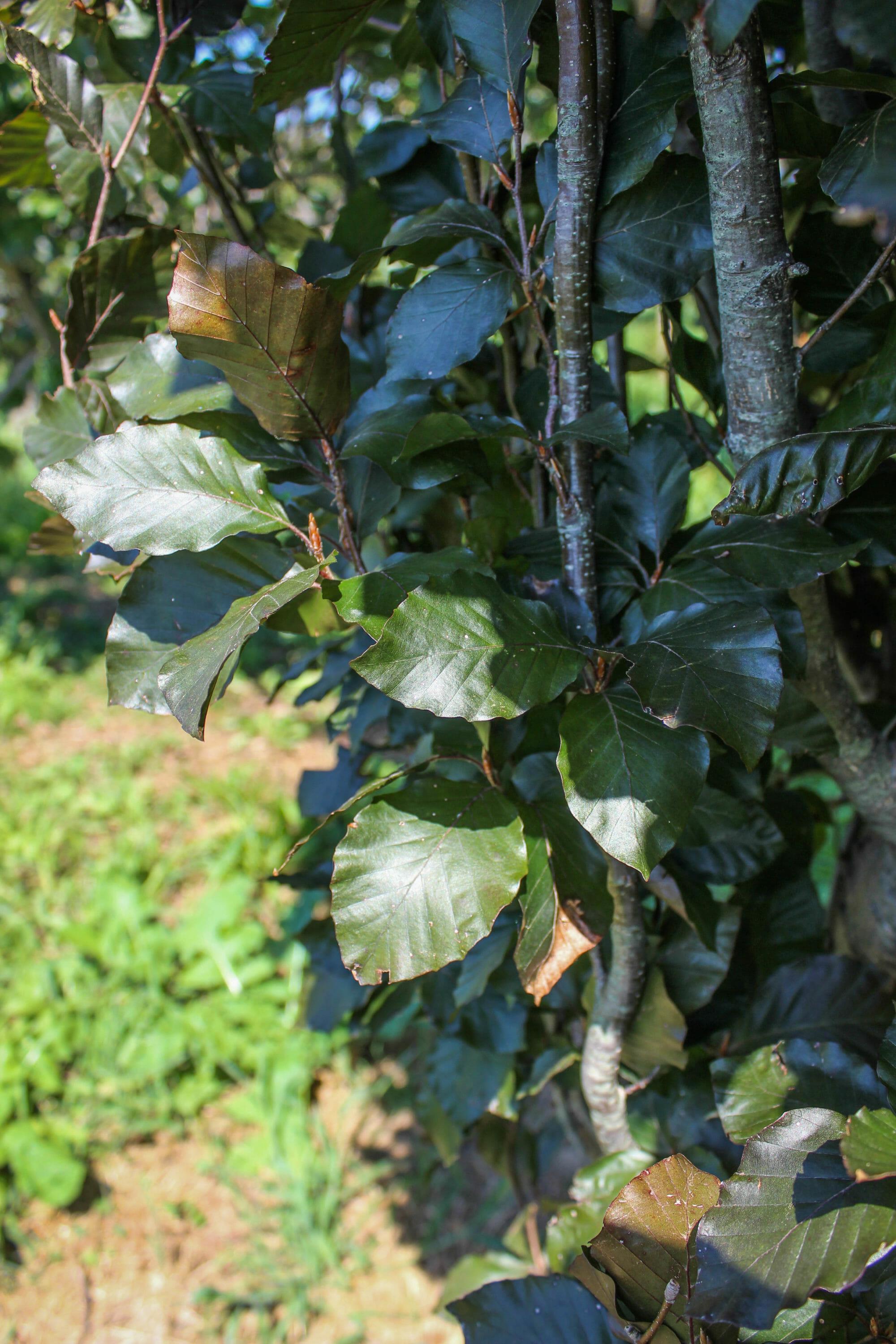 Dawyck Purple Beech - Halka Nurseries