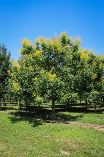 Golden Rain Tree - Halka Nurseries