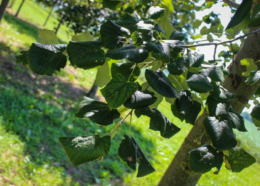 Sterling Silver Linden - Halka Nurseries