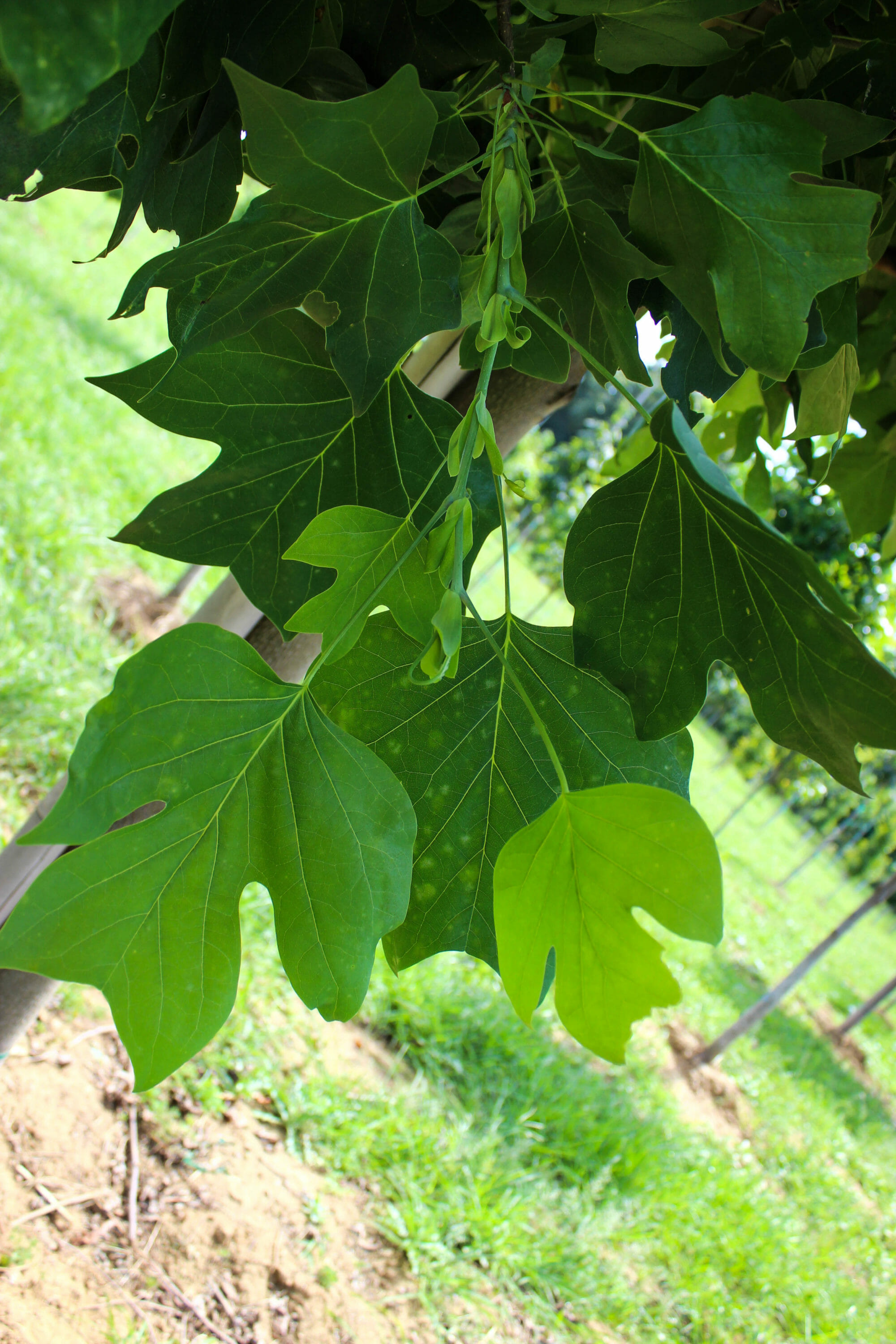Tulip Tree - Halka Nurseries