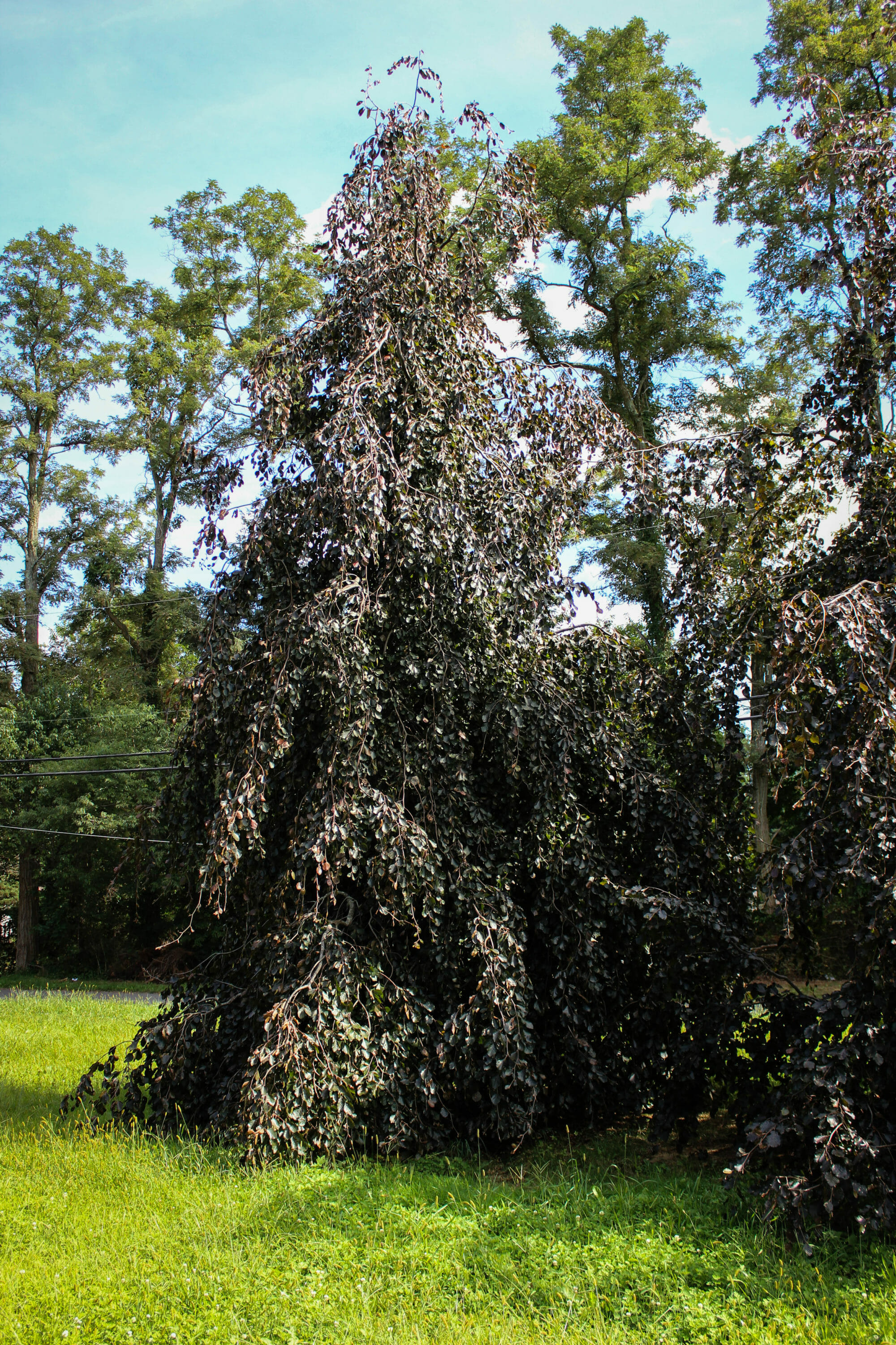 Weeping Purple Fountain Beech - Halka Nurseries