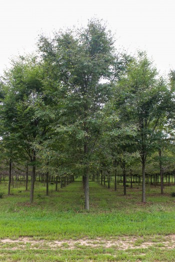 Accolade Elm - Halka Nurseries