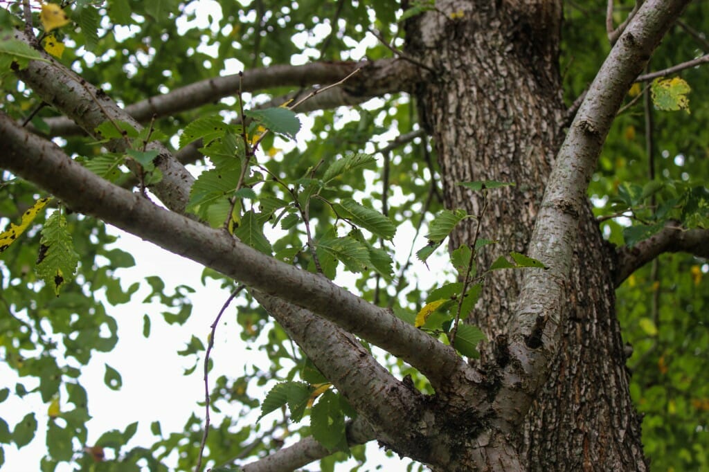 Accolade Elm - Halka Nurseries