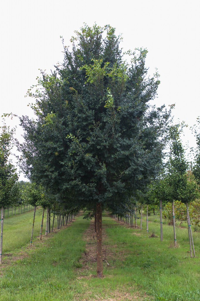 Alle Elm - Halka Nurseries