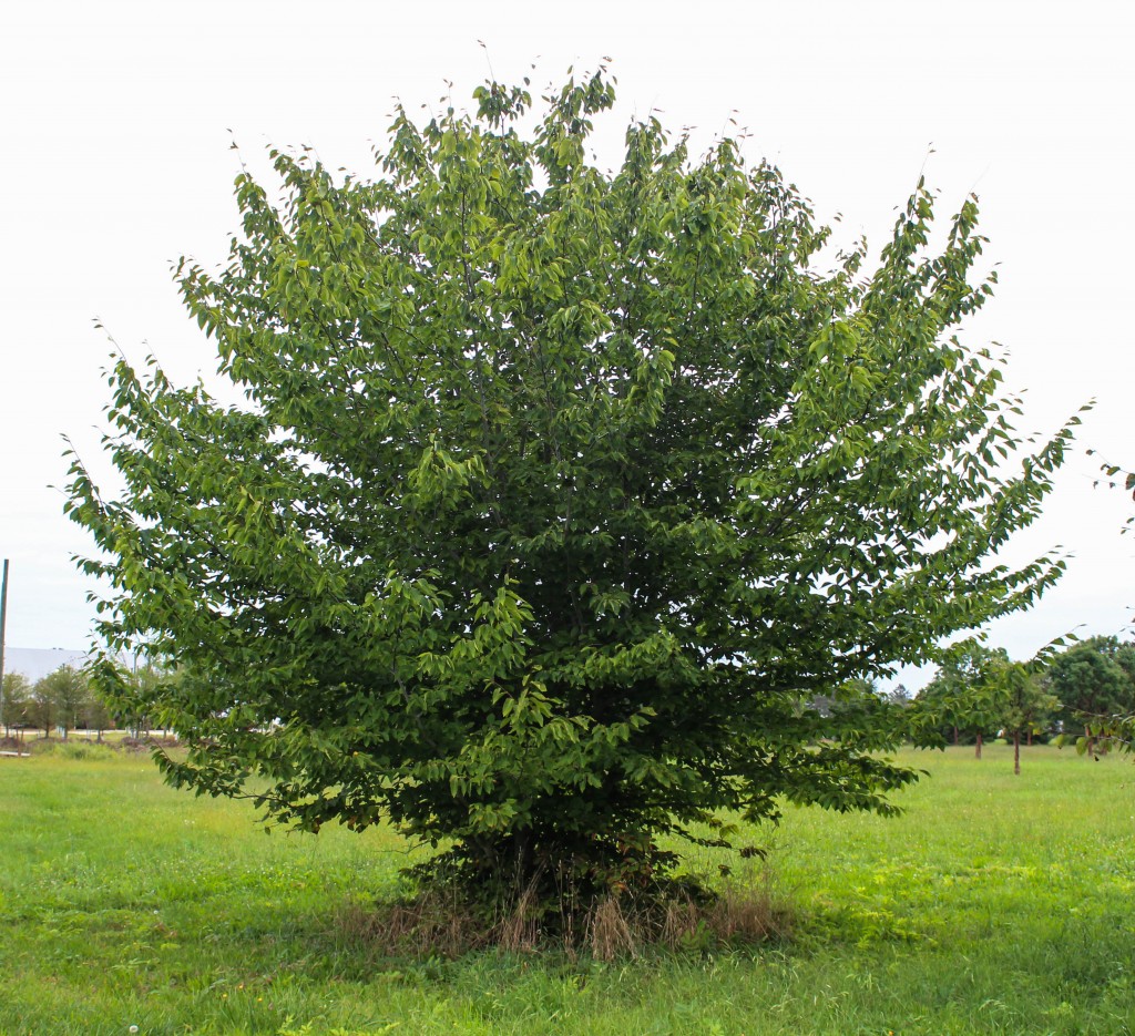 American Beech - Halka Nurseries