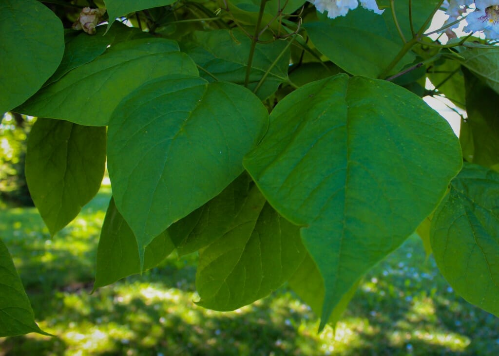 Single-stem Northern Catalpa - Halka Nurseries