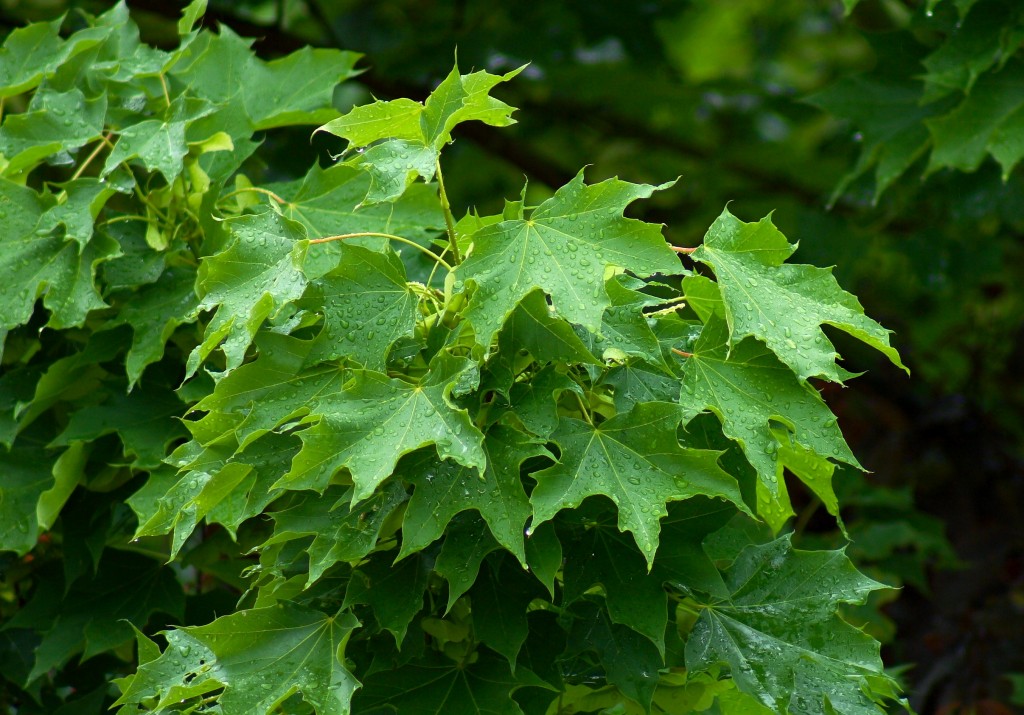 Columnar Norway Maple - Halka Nurseries