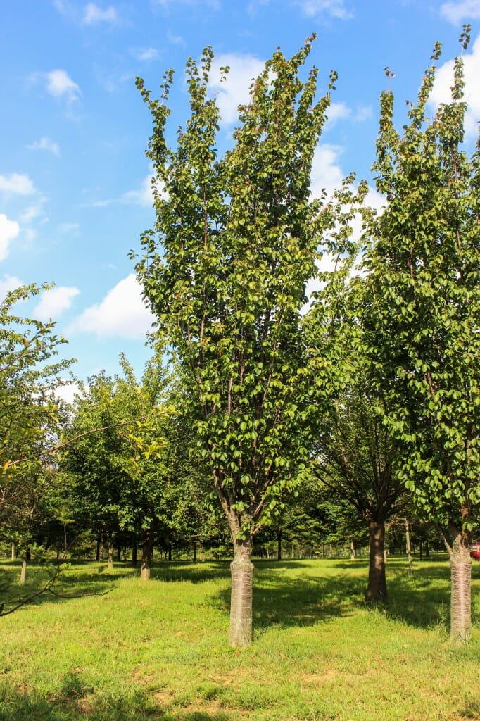 Columnar Sargent Cherry - Halka Nurseries