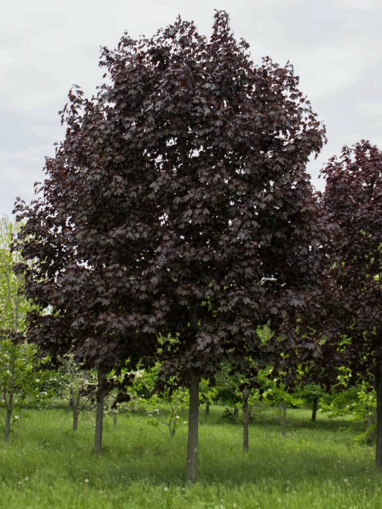 Crimson King Maple - Halka Nurseries
