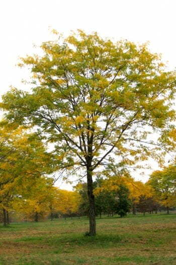Single-stem Halka Honeylocust - Halka Nurseries