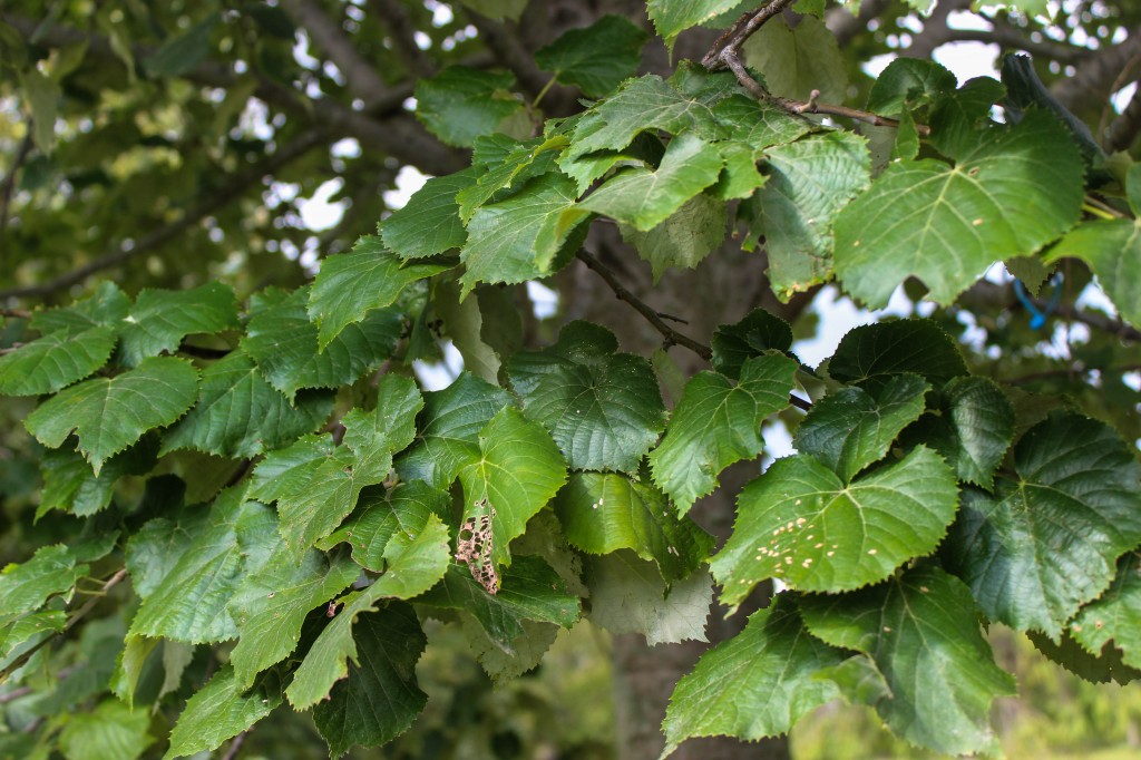 Green Mountain Silver Linden - Halka Nurseries
