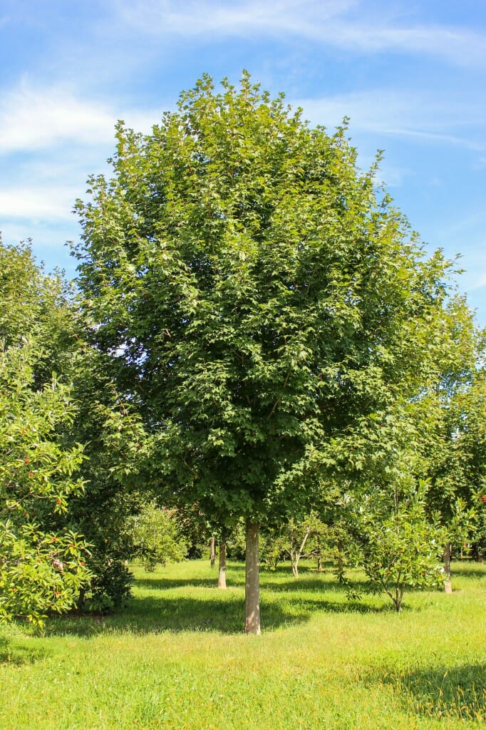 Green Mountain Maple - Halka Nurseries