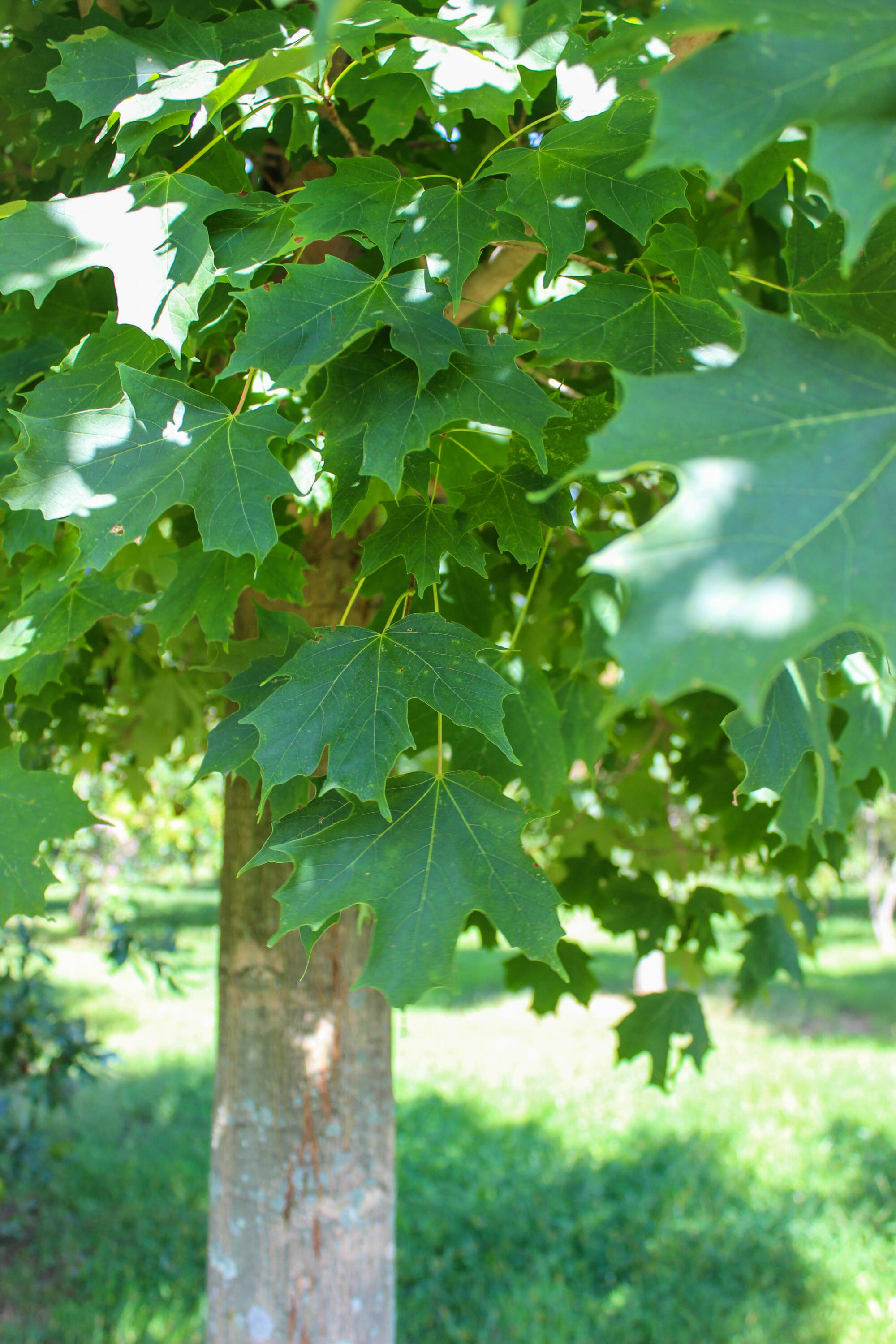 Green Mountain Maple - Halka Nurseries