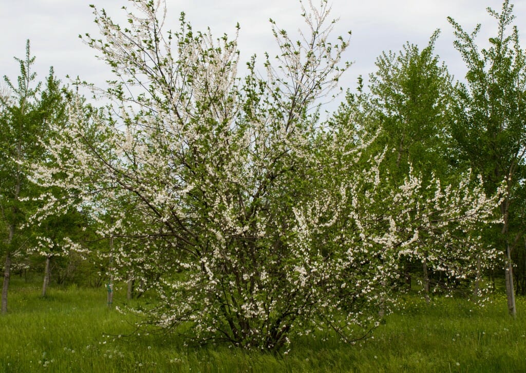 Carolina Silver Bell - Halka Nurseries