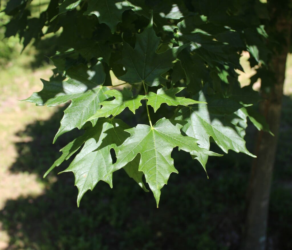 Legacy Sugar Maple - Halka Nurseries