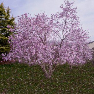 Leonard Messel Magnolia - Halka Nurseries