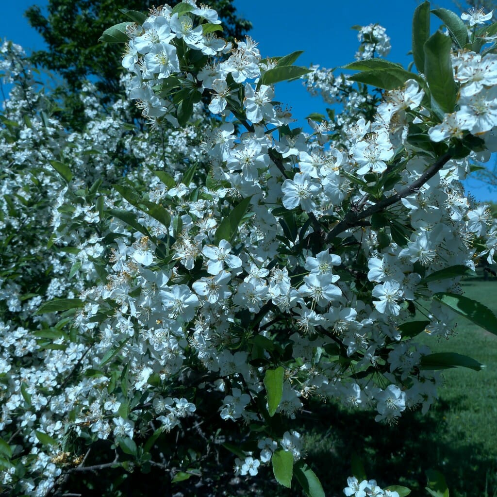 Sargent Crab Apple - Halka Nurseries
