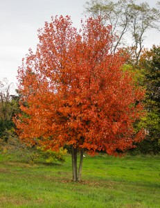 Multi-stem Red Sunset Maple - Halka Nurseries