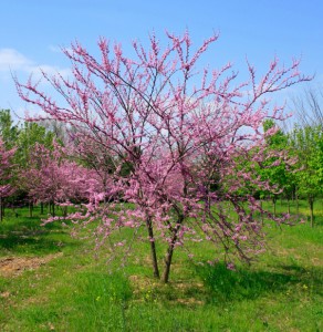 Multi-stem Eastern Redbud - Halka Nurseries