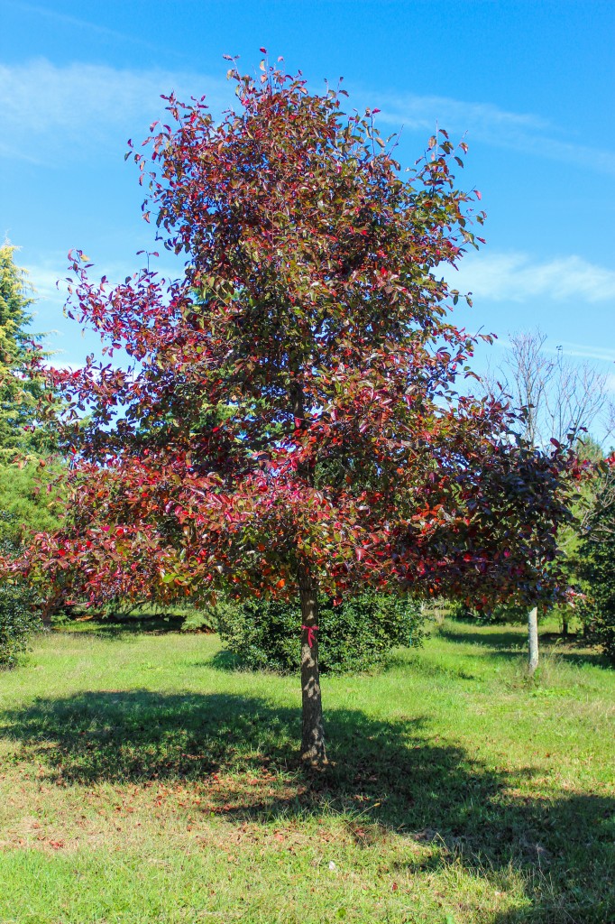 Sourgum / Black Tupelo - Halka Nurseries