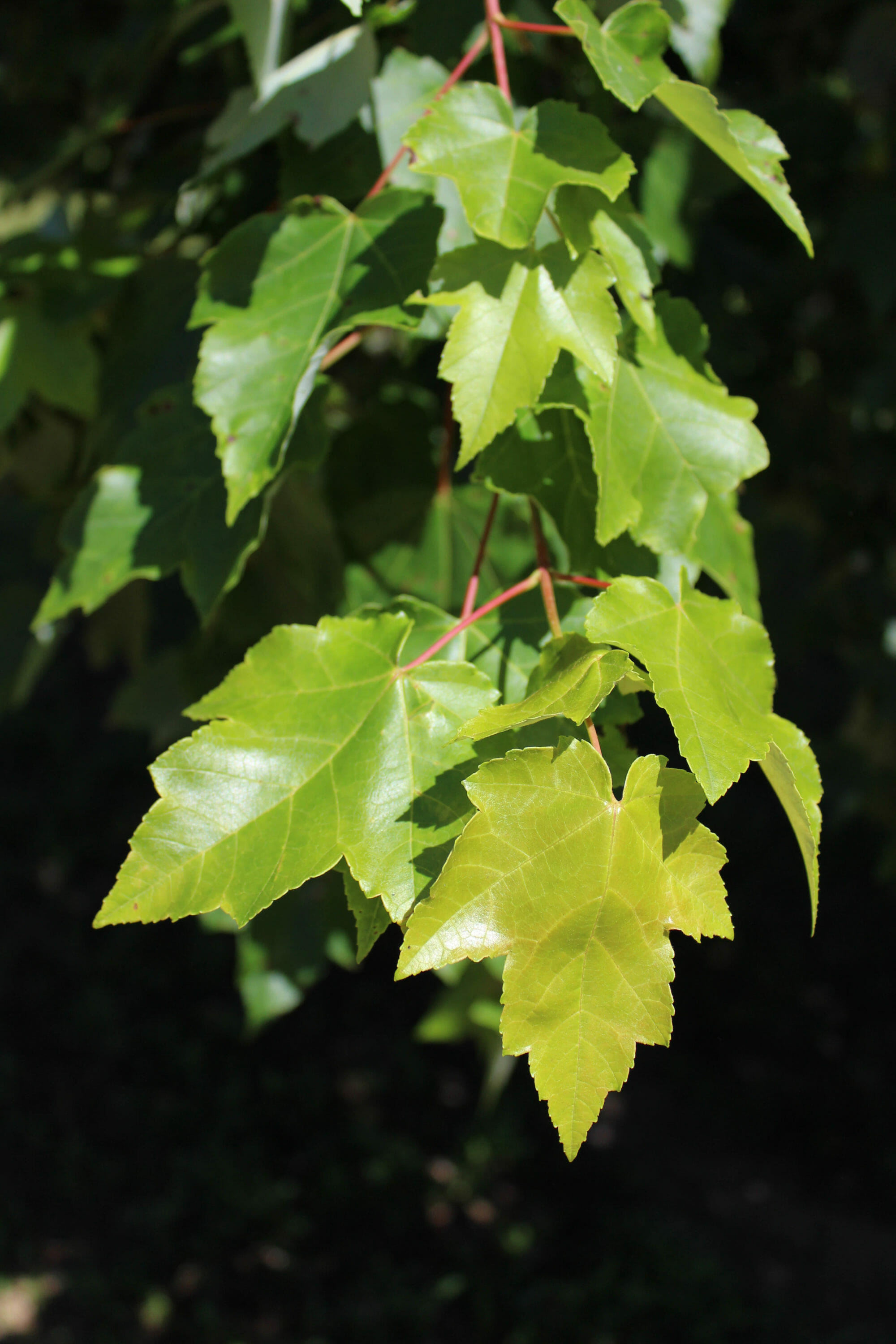 October Glory Maple - Halka Nurseries