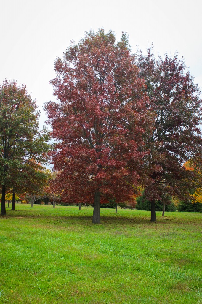 Pin Oak - Halka Nurseries