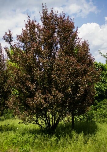 Multi-stem Prairifire Crabapple - Halka Nurseries