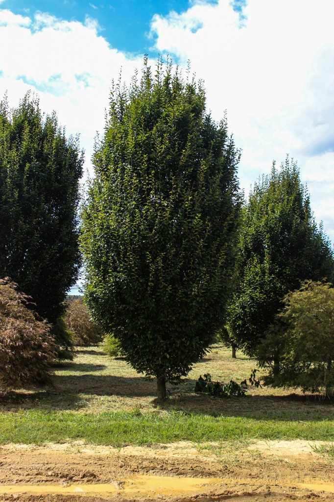 Pyramidal European Hornbeam - Halka Nurseries