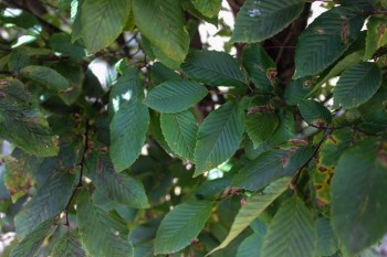 Pyramidal European Hornbeam - Halka Nurseries