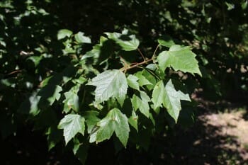 Multi-stem Red Sunset Maple - Halka Nurseries