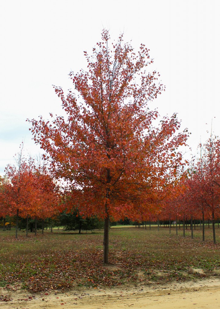 Single-stem Red Sunset Maple - Halka Nurseries